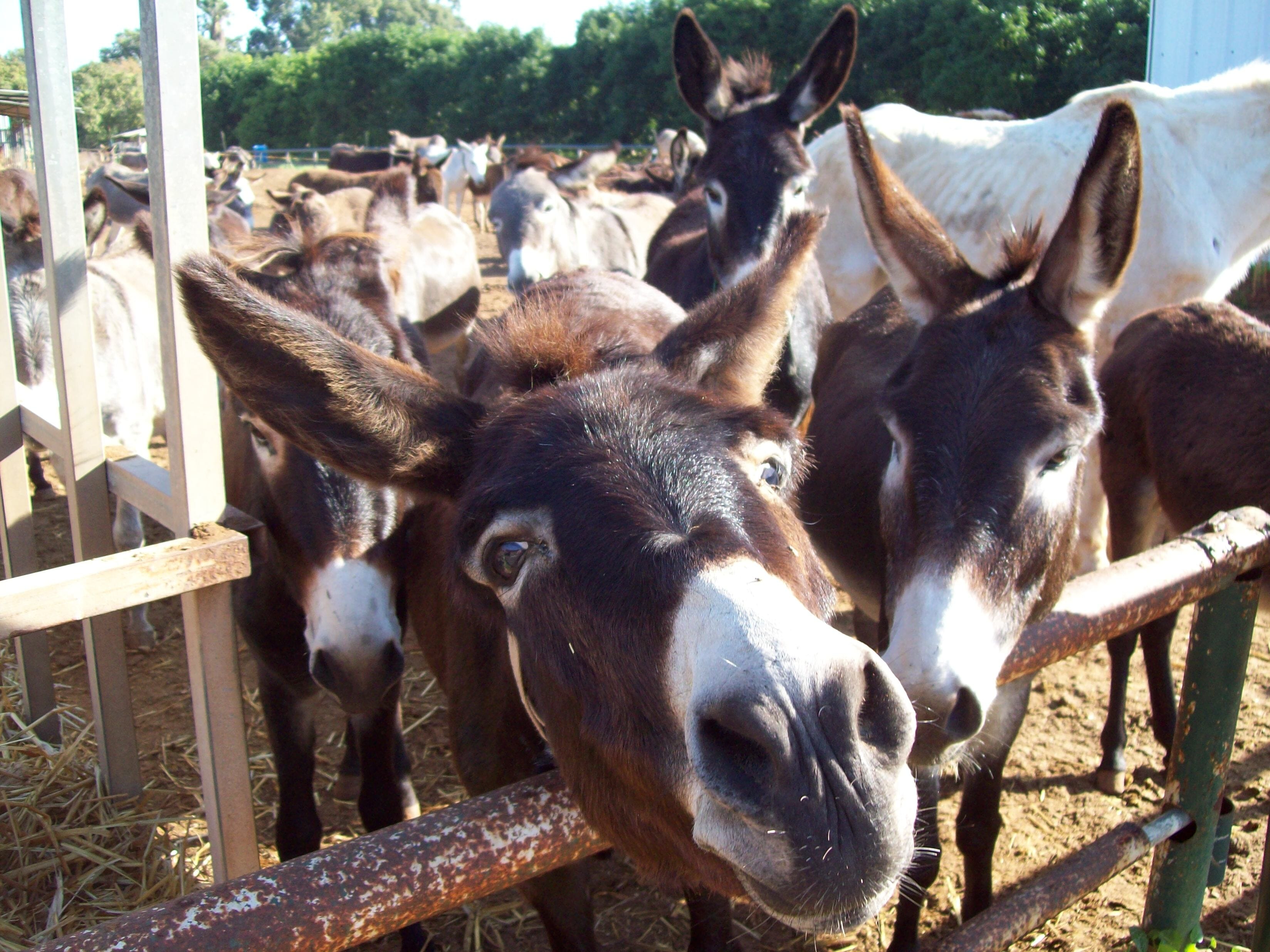 Make a Donation The Challenge - Safe Haven for Donkeys