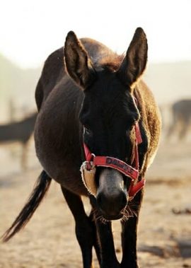 Donkeys for Adoption – Safe Haven for Donkeys