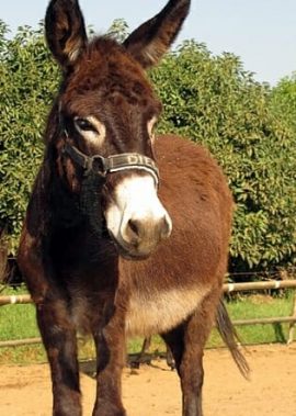 Donkeys for Adoption – Safe Haven for Donkeys