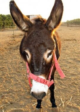 Donkeys for Adoption – Safe Haven for Donkeys