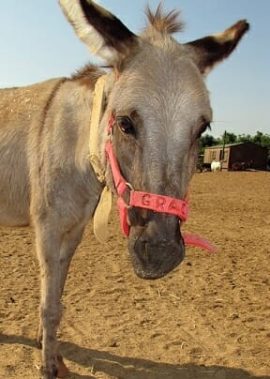 Donkeys for Adoption – Safe Haven for Donkeys