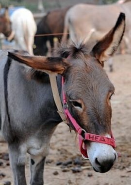 Donkeys for Adoption – Safe Haven for Donkeys
