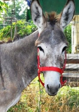 Donkeys for Adoption – Safe Haven for Donkeys