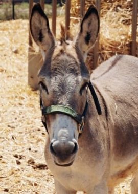 Donkeys for Adoption – Safe Haven for Donkeys