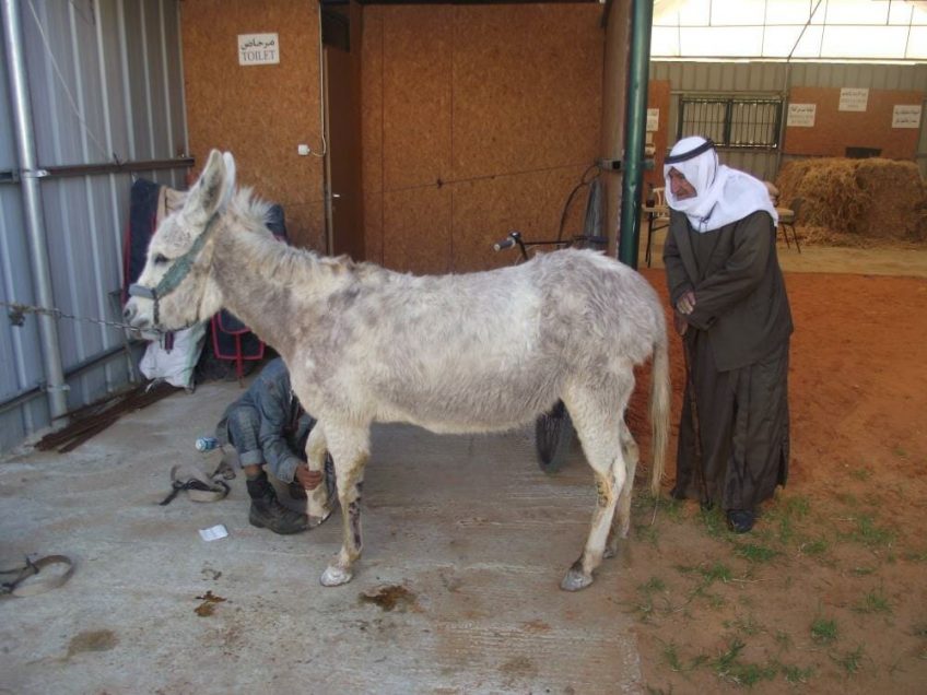 Donkeys We Have Helped - Safe Haven for Donkeys