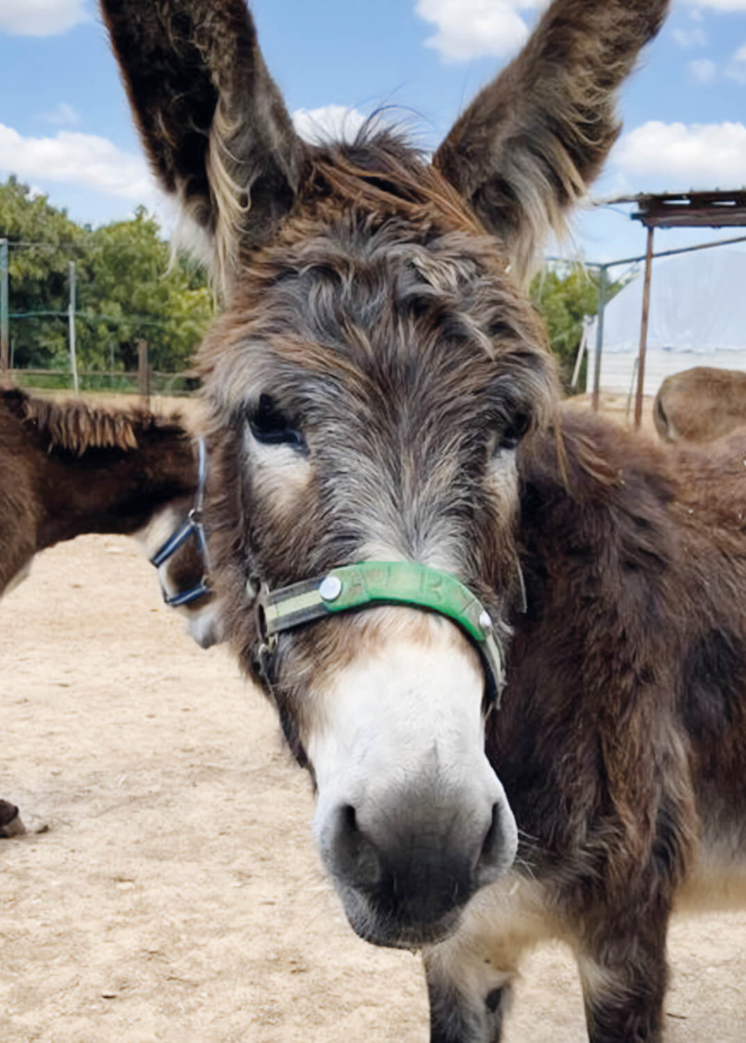 Alby - Safe Haven for Donkeys
