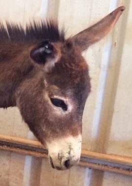Donkeys for Adoption – Safe Haven for Donkeys
