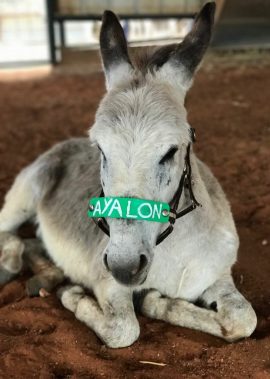 Donkeys for Adoption – Safe Haven for Donkeys