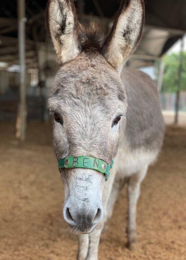 Donkeys for Adoption - Safe Haven for Donkeys