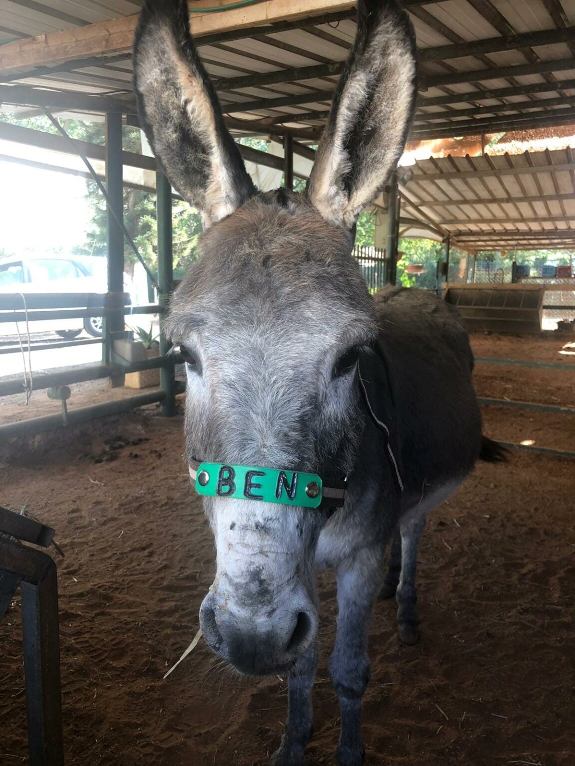 Donkeys for Adoption - Safe Haven for Donkeys