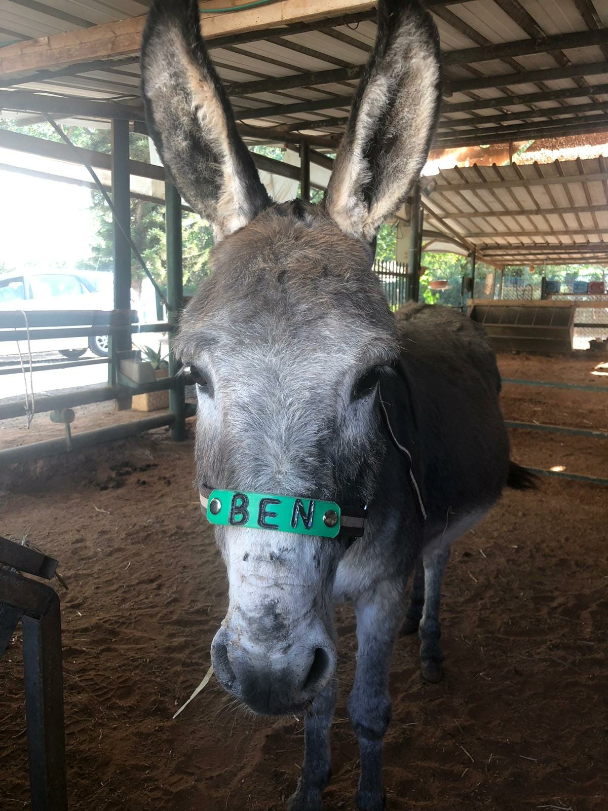 Donkeys for Adoption - Safe Haven for Donkeys