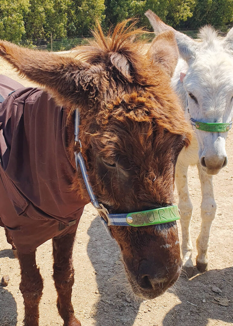Donkeys for Adoption - Safe Haven for Donkeys