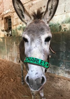 Donkeys for Adoption – Safe Haven for Donkeys