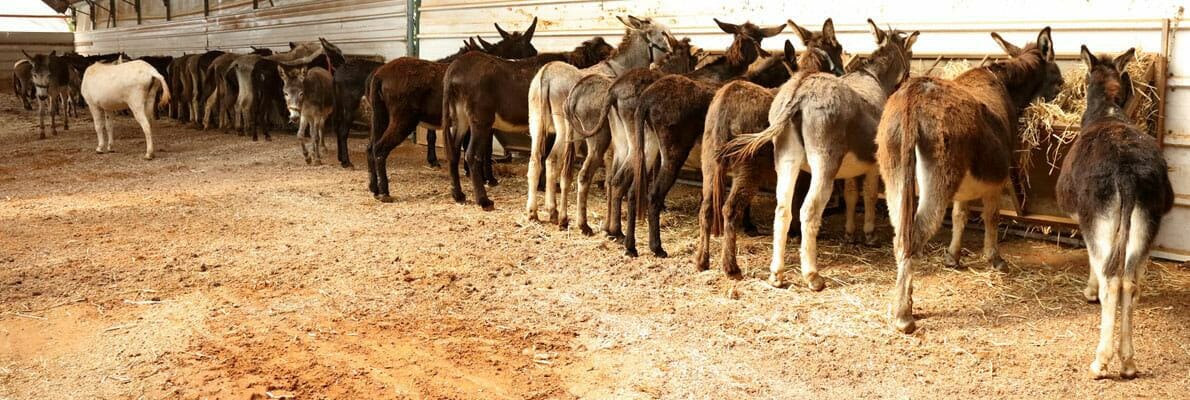 Safe Haven for Donkeys - Safe Haven for Donkeys