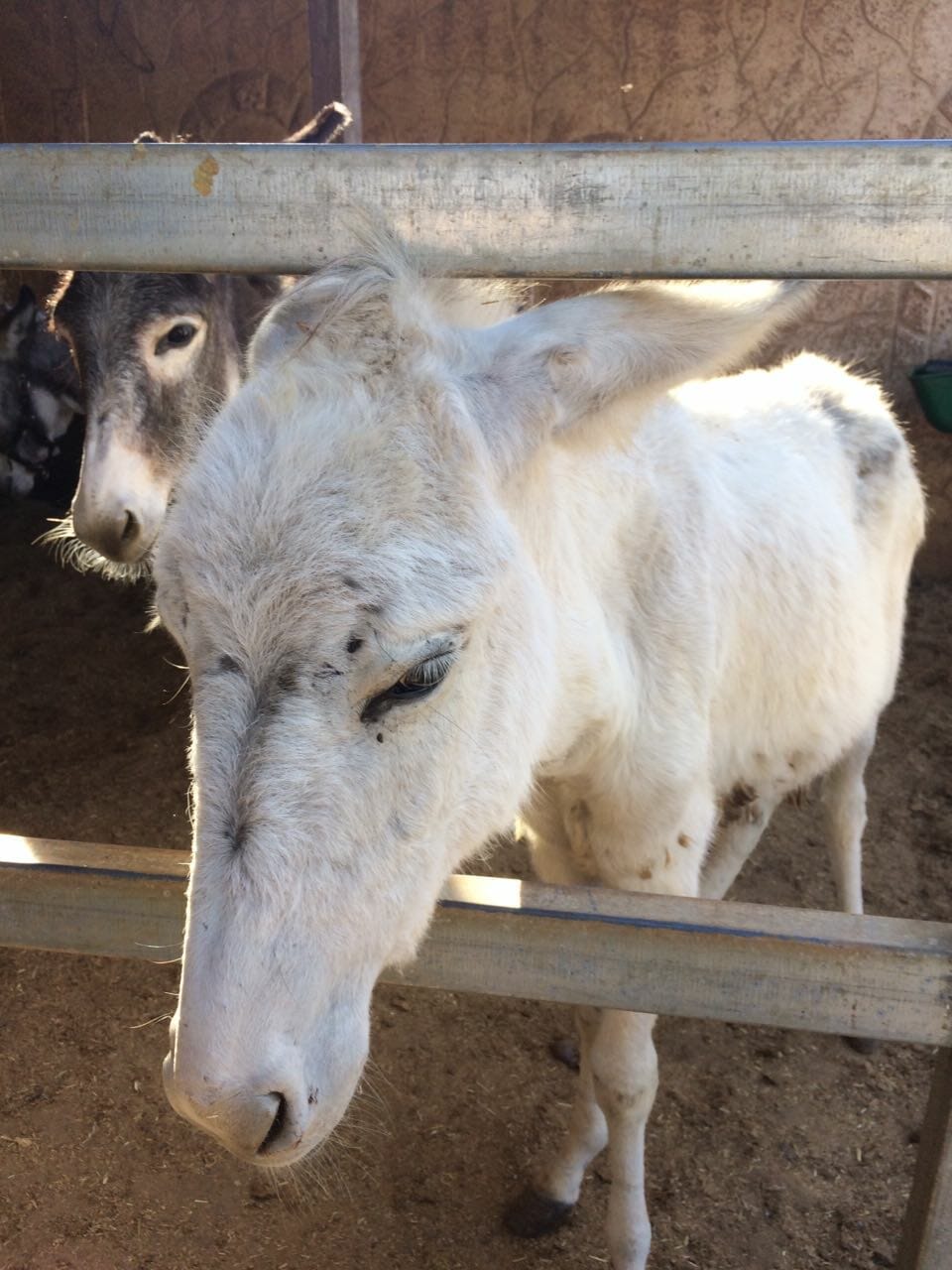Duncan - Safe Haven for Donkeys