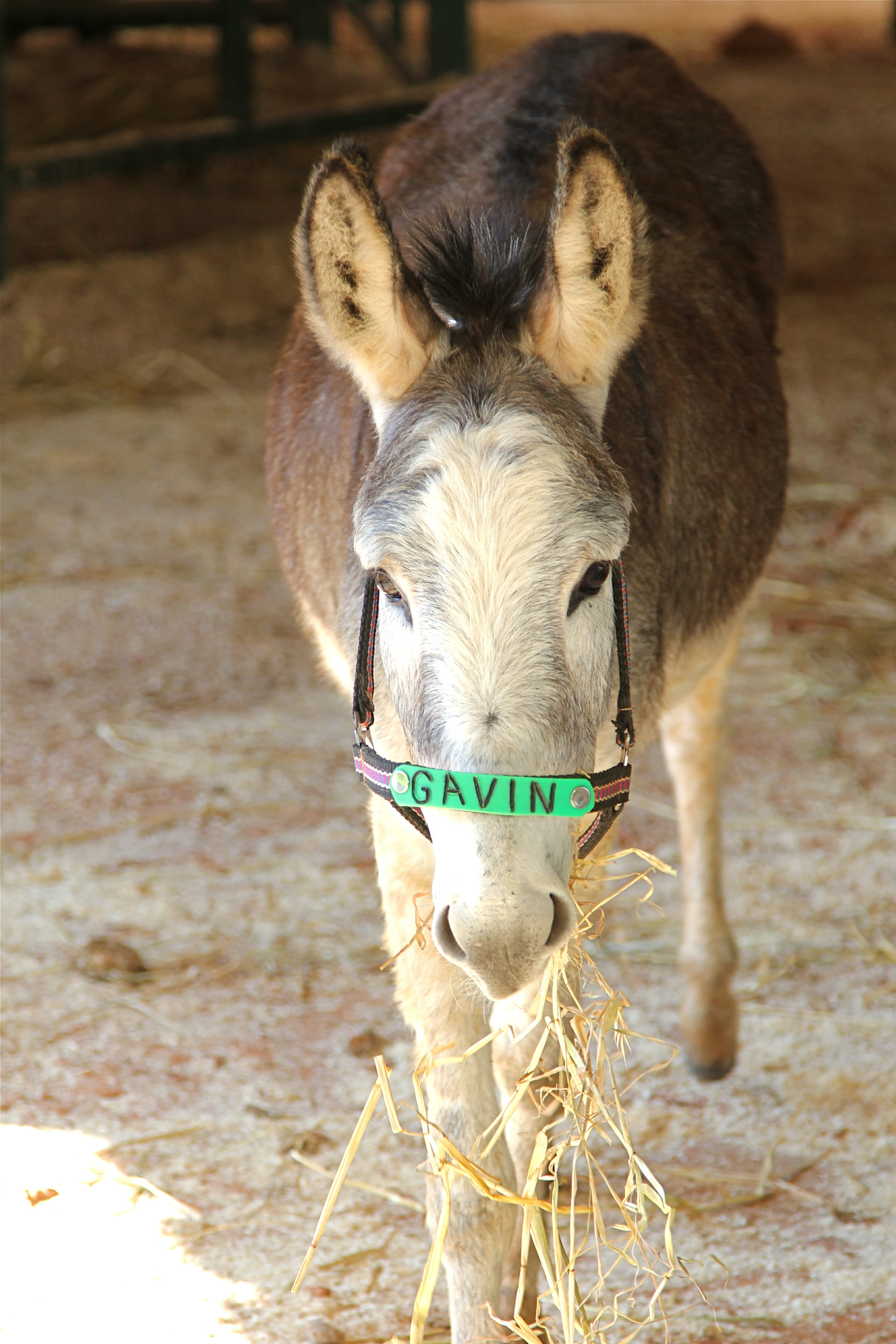 Gavin - Safe Haven for Donkeys