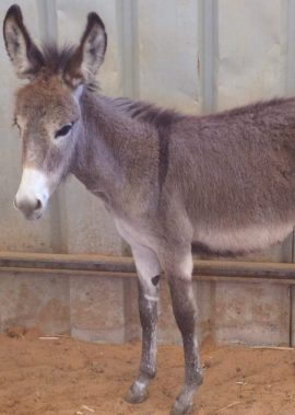 Donkeys for Adoption – Safe Haven for Donkeys