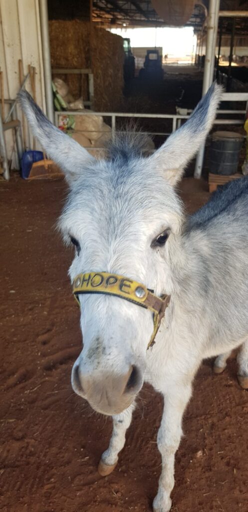 Donkeys for Adoption - Safe Haven for Donkeys