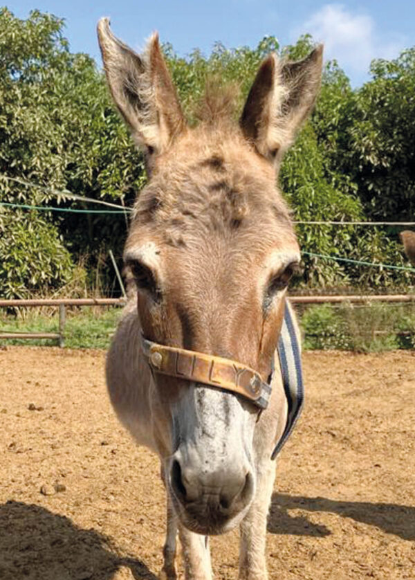 Donkeys for Adoption - Safe Haven for Donkeys