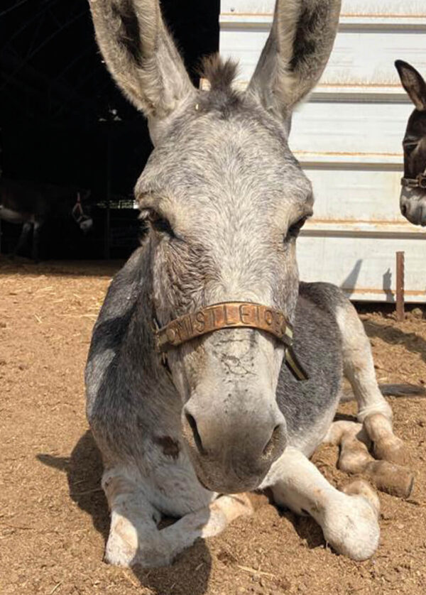 Donkeys for Adoption - Safe Haven for Donkeys