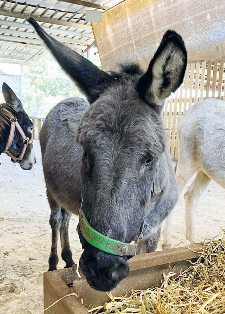 Donkeys for Adoption - Safe Haven for Donkeys