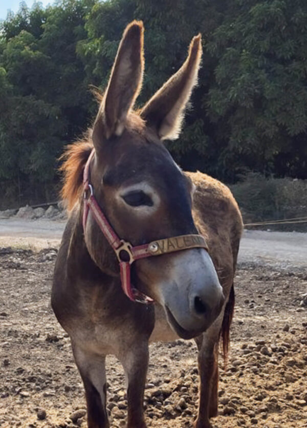 Donkeys for Adoption - Safe Haven for Donkeys