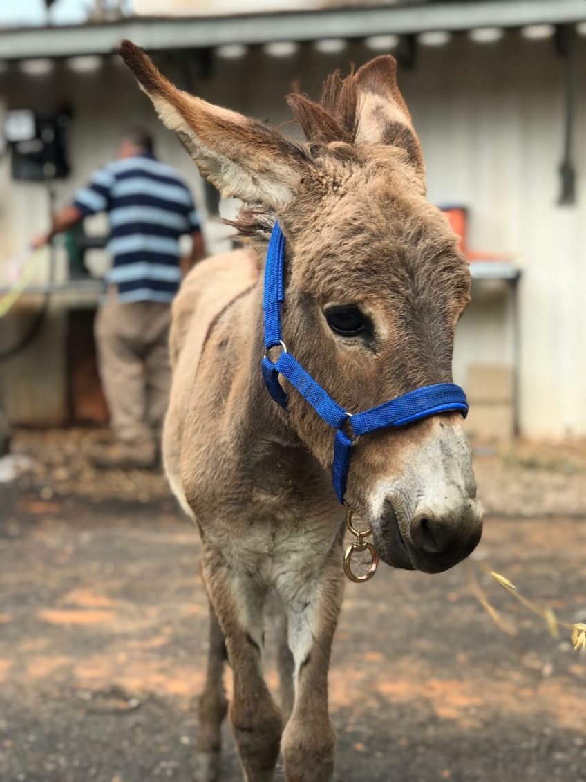Donkeys for Adoption - Safe Haven for Donkeys