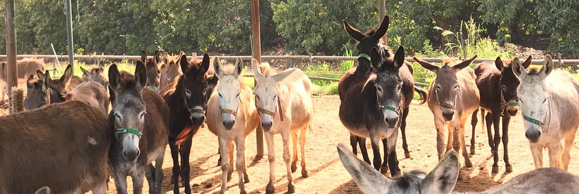 Safe Haven for Donkeys - Safe Haven for Donkeys