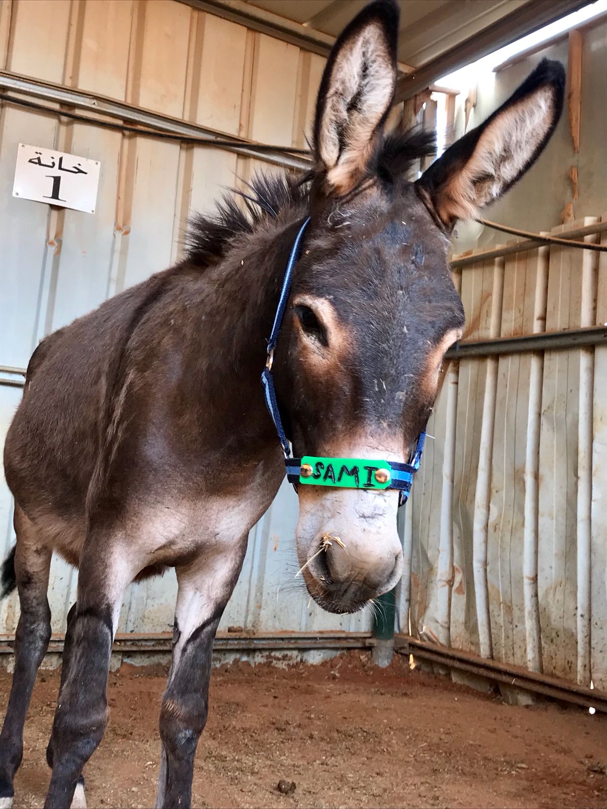 Sami - Safe Haven for Donkeys