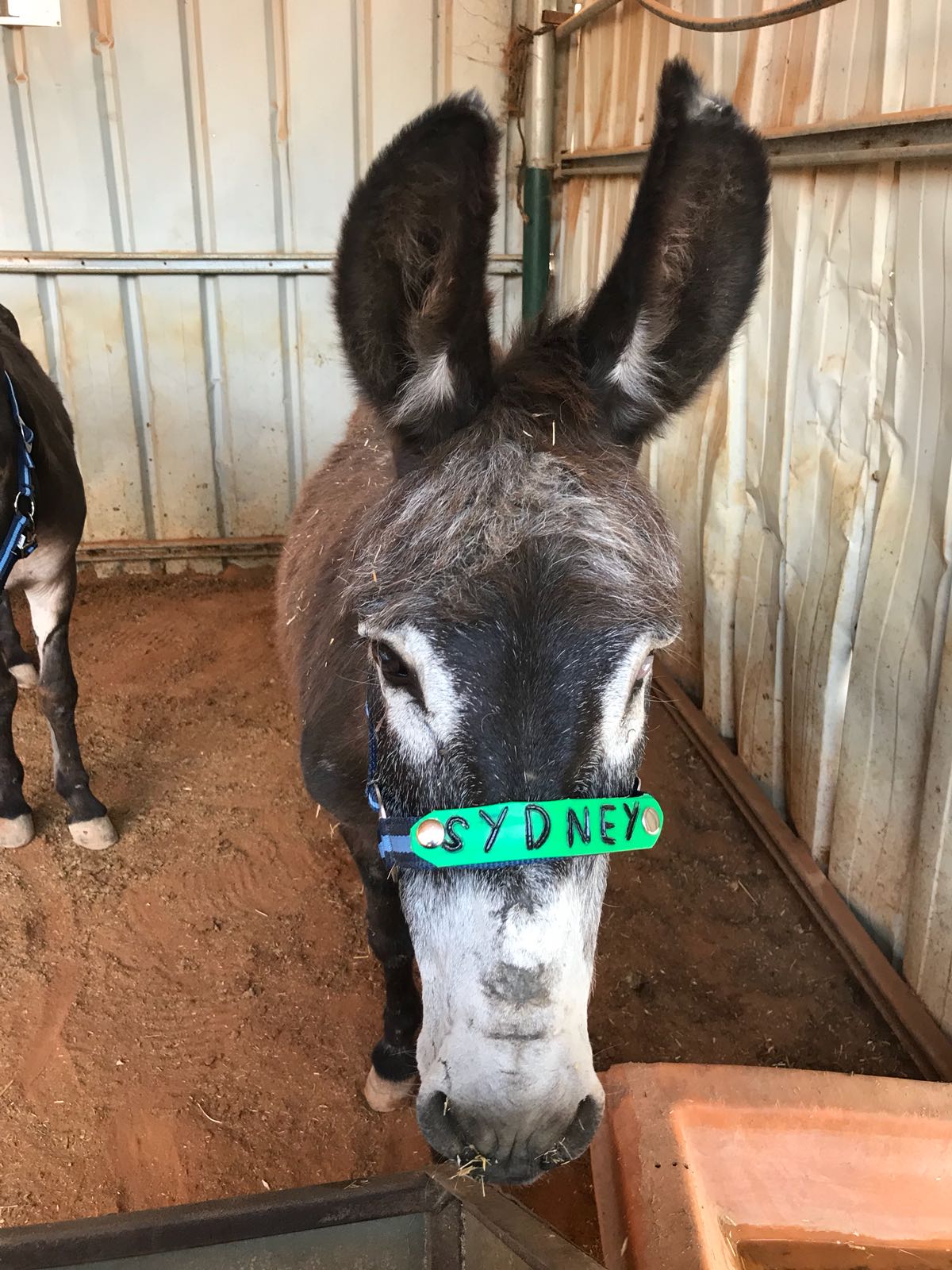 Sydney - Safe Haven for Donkeys