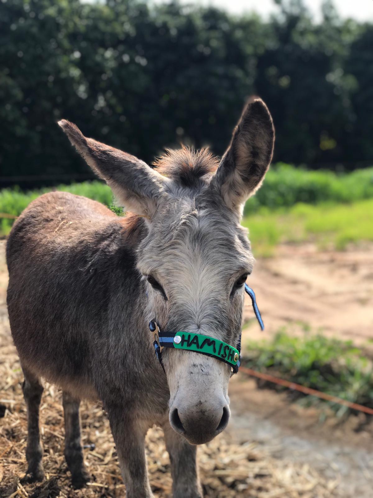 Hamish - Safe Haven for Donkeys