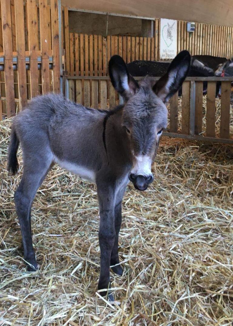Donkeys for Adoption - Safe Haven for Donkeys