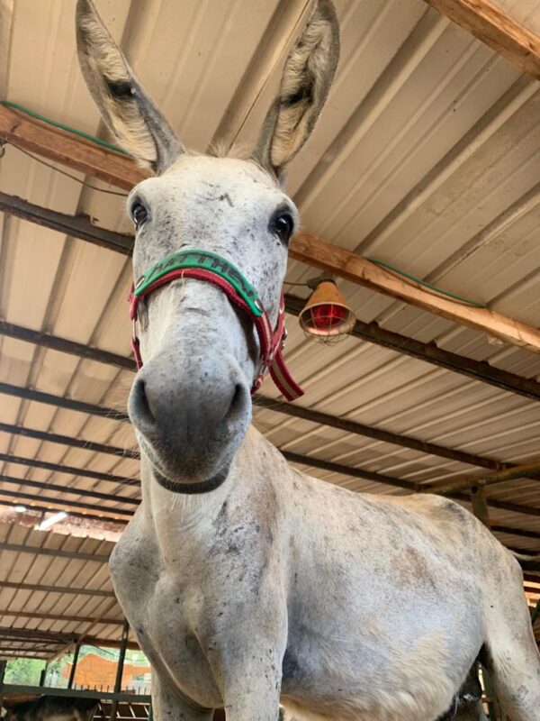 Donkeys for Adoption - Safe Haven for Donkeys