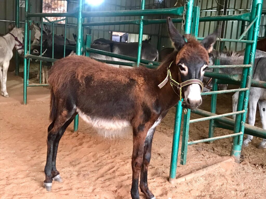 Donkeys for Adoption - Safe Haven for Donkeys
