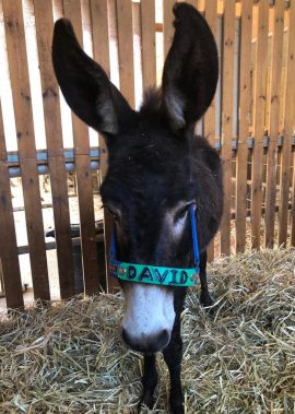 Donkeys for Adoption – Safe Haven for Donkeys