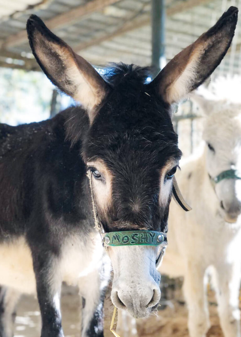 Donkeys for Adoption - Safe Haven for Donkeys