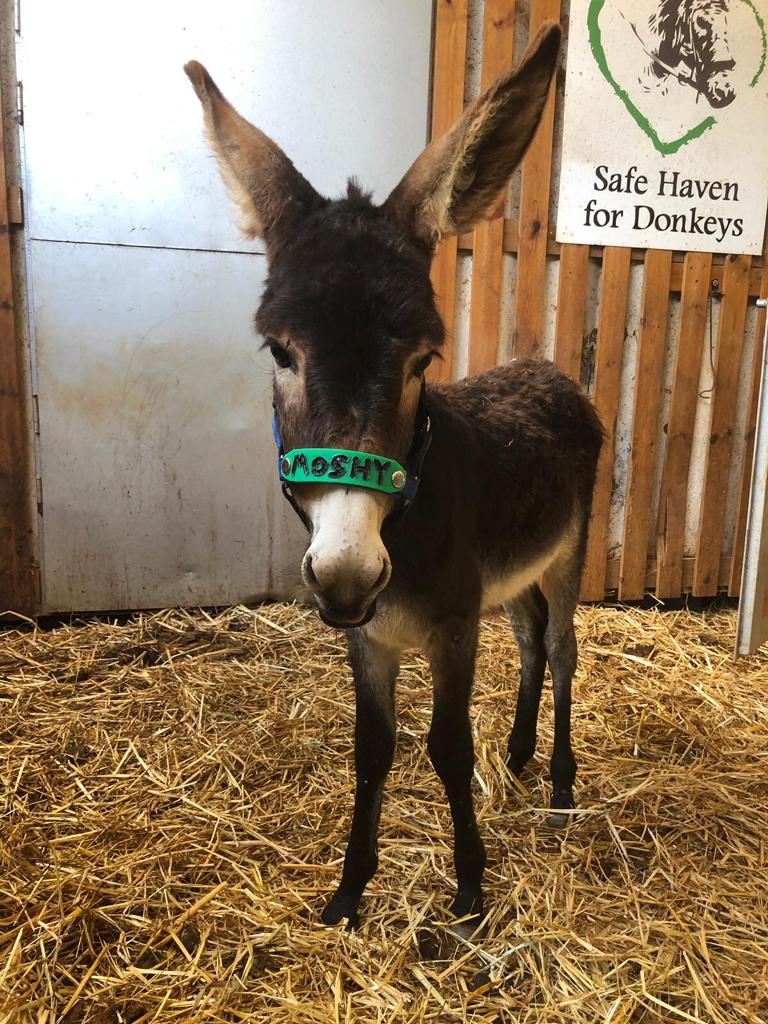 Moshe - Safe Haven for Donkeys