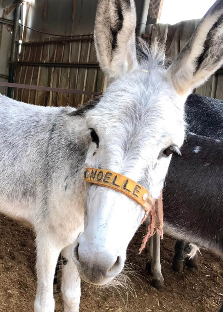 Donkeys for Adoption - Safe Haven for Donkeys