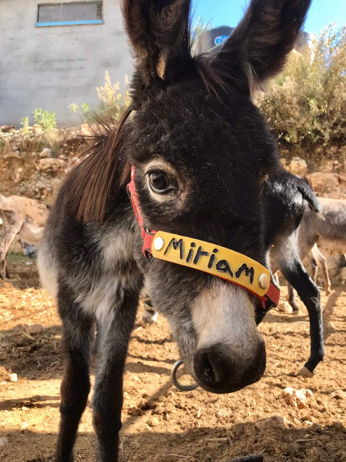Donkeys for Adoption - Safe Haven for Donkeys