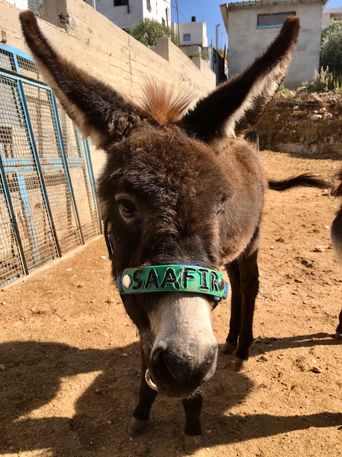 Saafir - Safe Haven for Donkeys