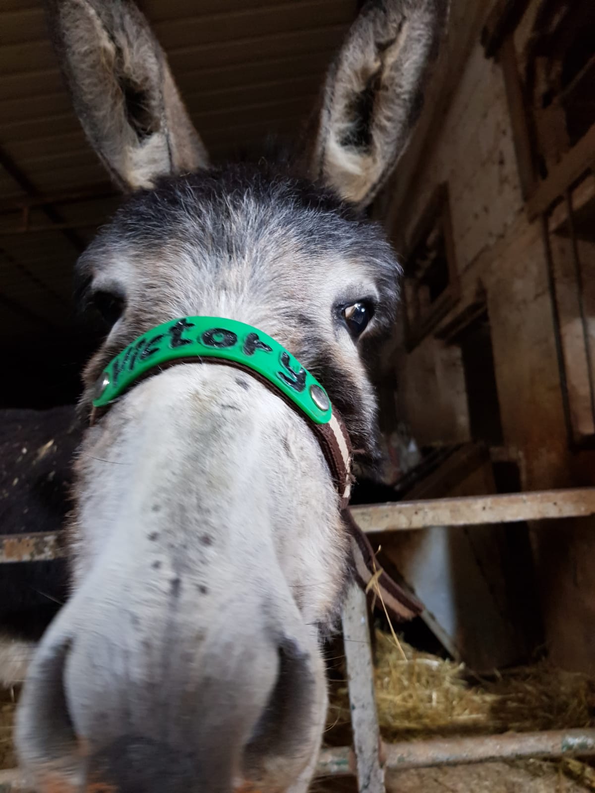 Victory - Safe Haven for Donkeys