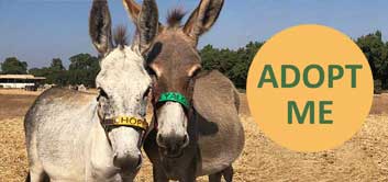 Safe Haven for Donkeys - Safe Haven for Donkeys