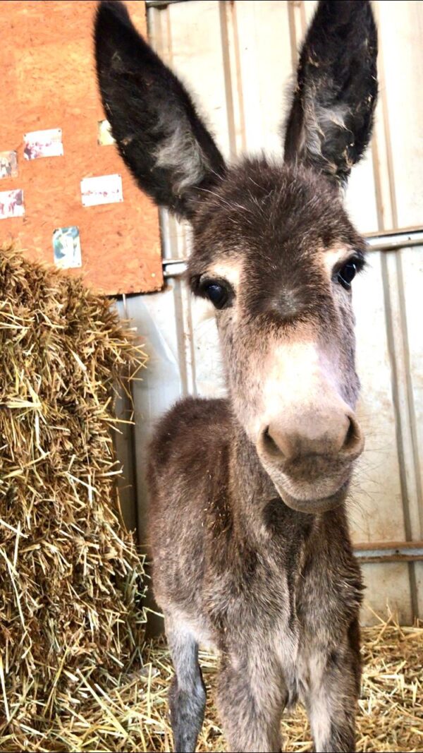 Donkeys for Adoption - Safe Haven for Donkeys