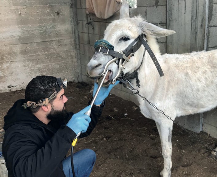 Hooves - Safe Haven for Donkeys