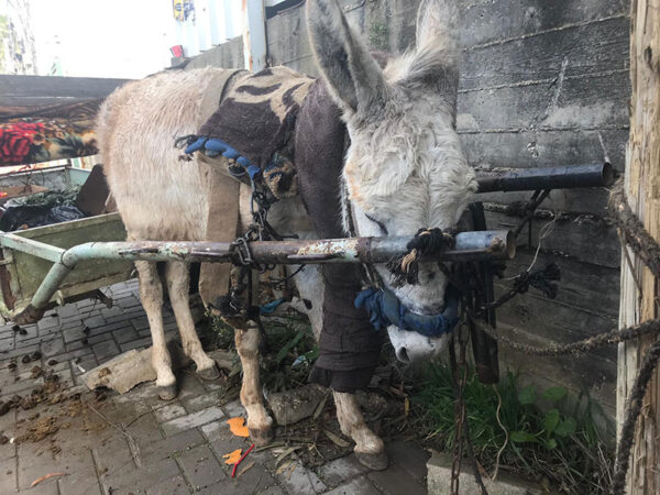 Make a Donation - Safe Haven for Donkeys