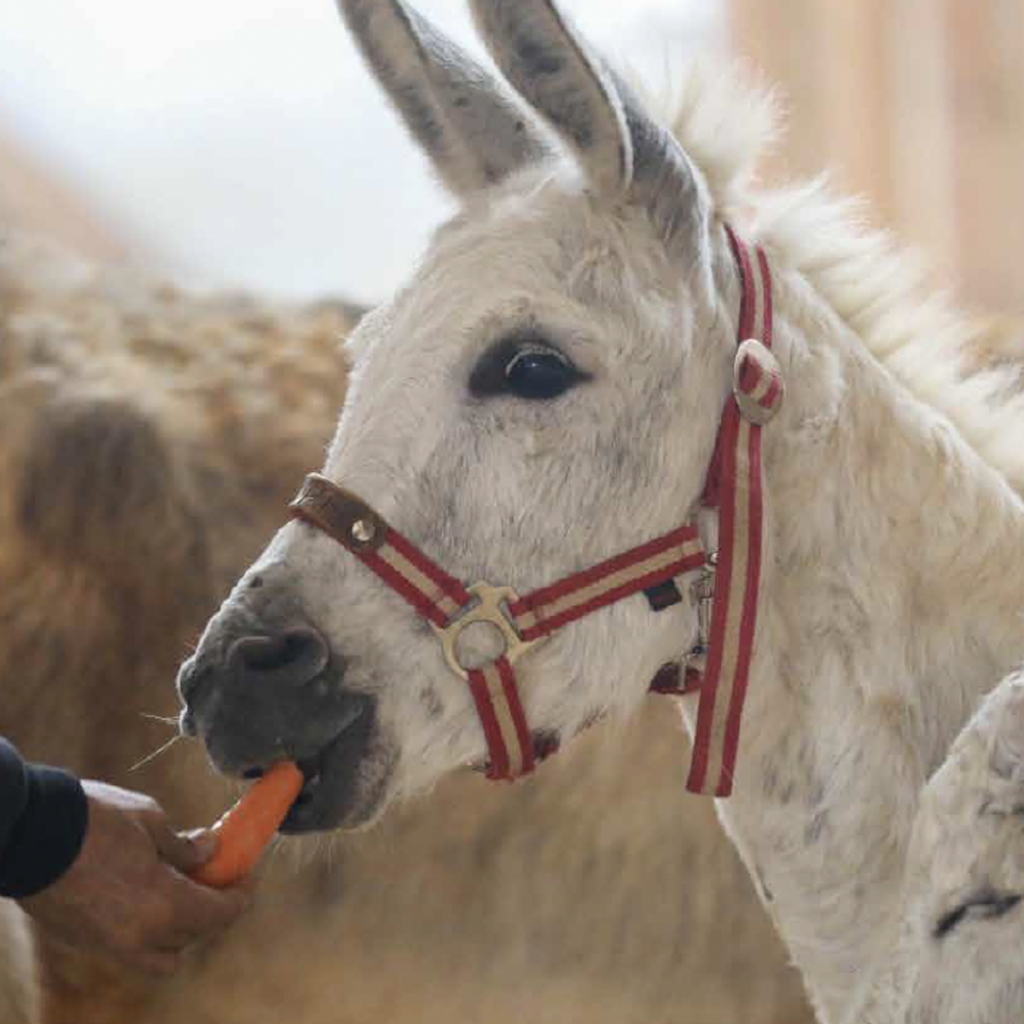Donkey Treats - Safe Haven for Donkeys