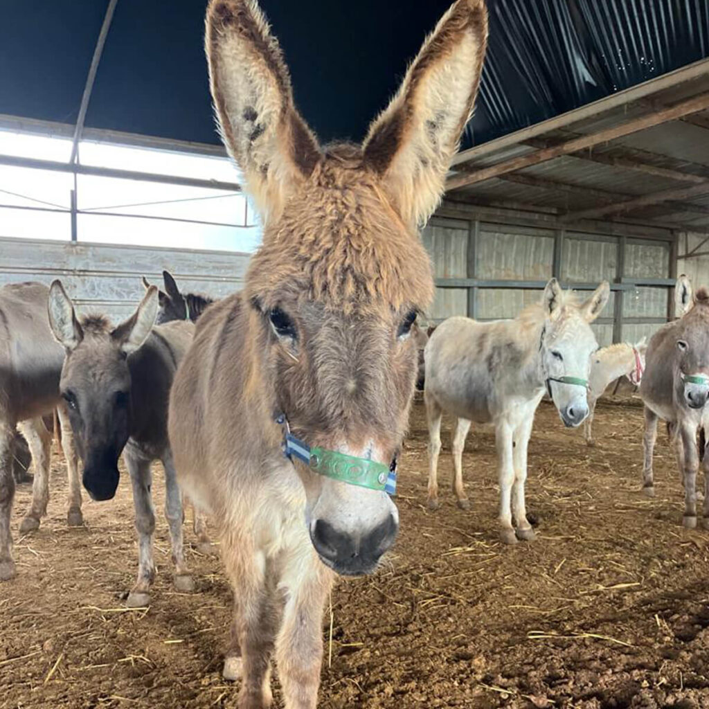 Bed and Board at the Sanctuary - Safe Haven for Donkeys