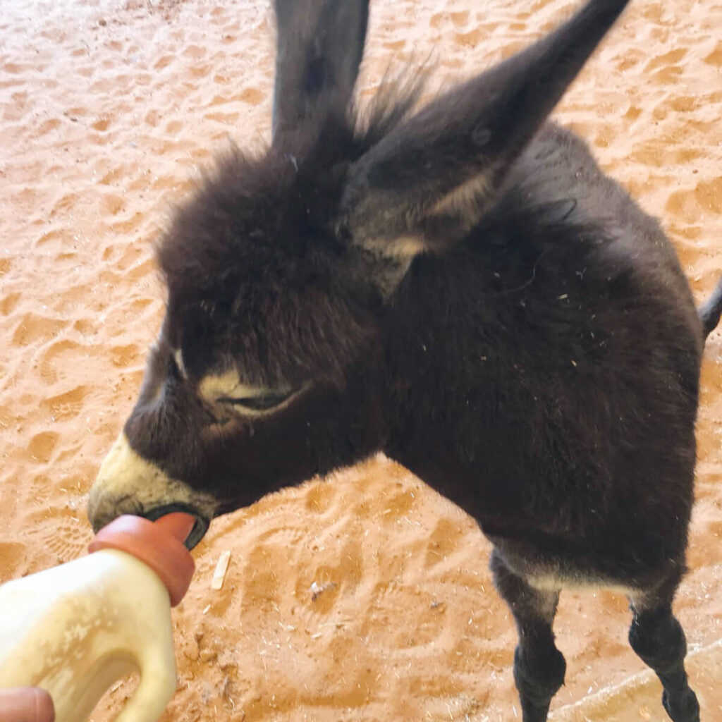 Milk for a Baby - Safe Haven for Donkeys