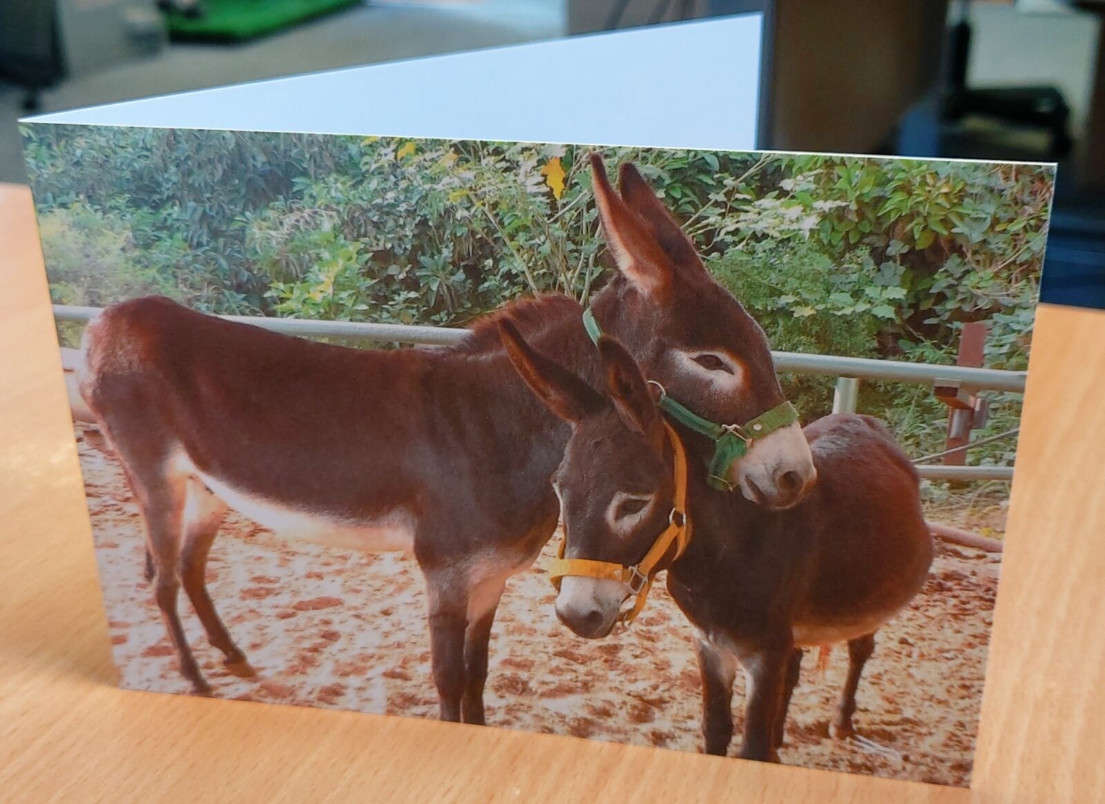 Donkey Treats - Safe Haven for Donkeys