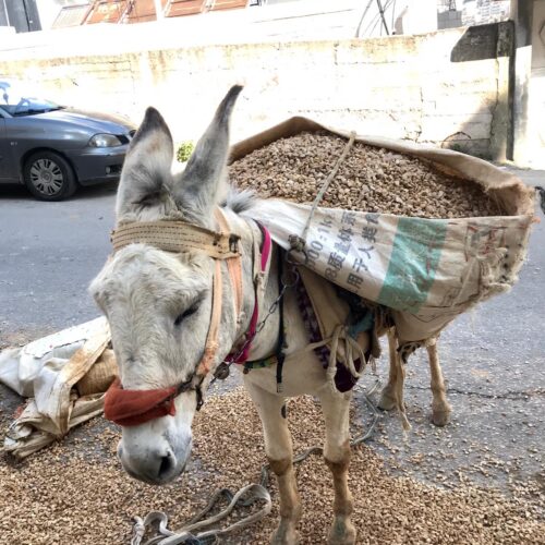 The situation in Israel - Safe Haven for Donkeys